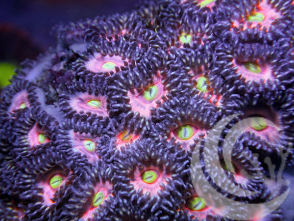 Pink Zonker Zoanthids - Pacific East Aquaculture
