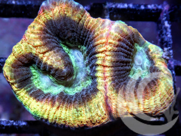 Reverse Prism Favia - Pacific East Aquaculture