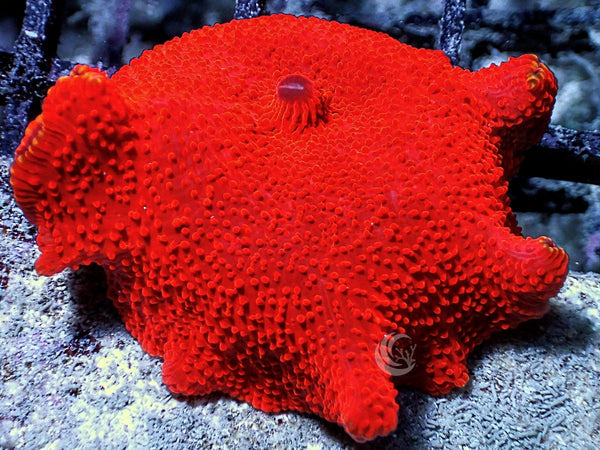 Glowing Red Discosoma Mushroom - Pacific East Aquaculture