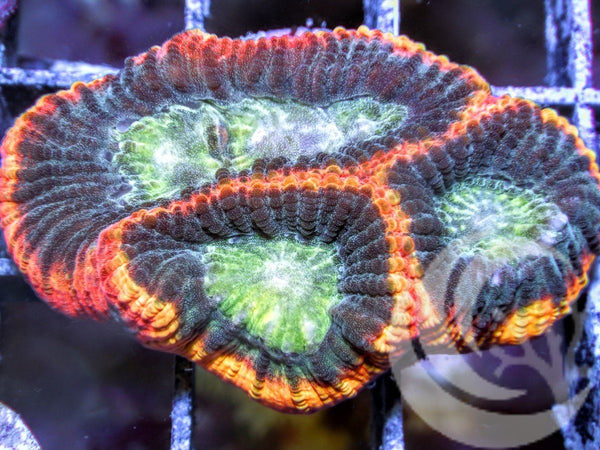 Ultra Reverse Prism Favia - Pacific East Aquaculture