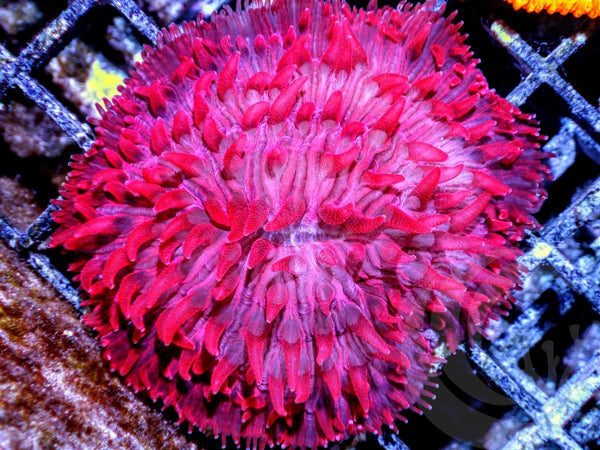Super Red Fungia - Pacific East Aquaculture