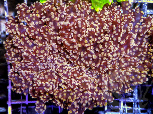 Orange Gold Frogspawn - Pacific East Aquaculture