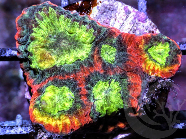 Reverse Prism Favia - Pacific East Aquaculture