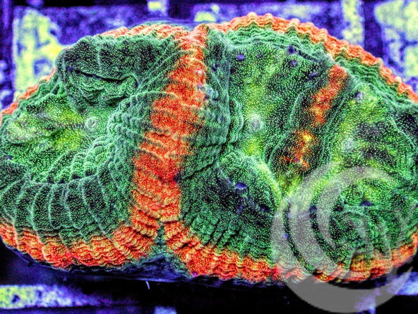 Ultra Reverse Prism Favia - Pacific East Aquaculture