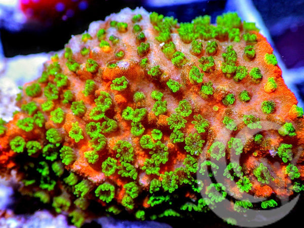 Sunset Encrusting Montipora - Pacific East Aquaculture