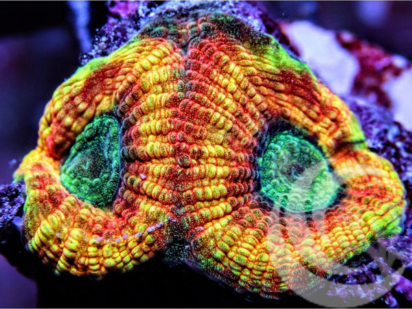 Ultra Reverse Prism Favia - Pacific East Aquaculture