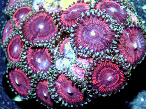 Red Blossom Zoanthids - Pacific East Aquaculture