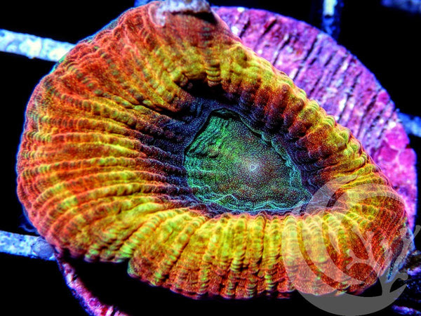 Ultra Reverse Prism Favia - Pacific East Aquaculture