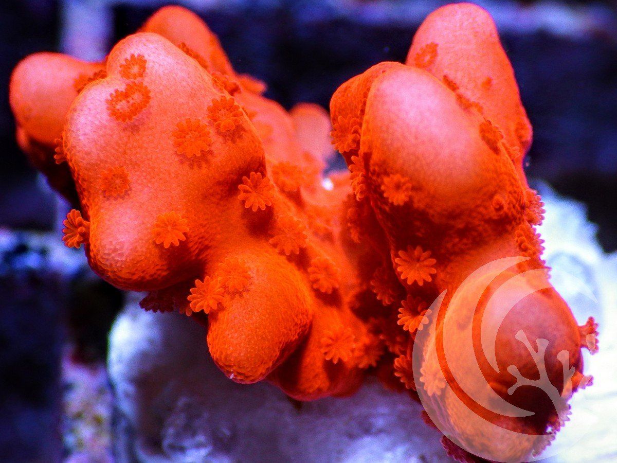 Red Hot Montipora setosa - Pacific East Aquaculture
