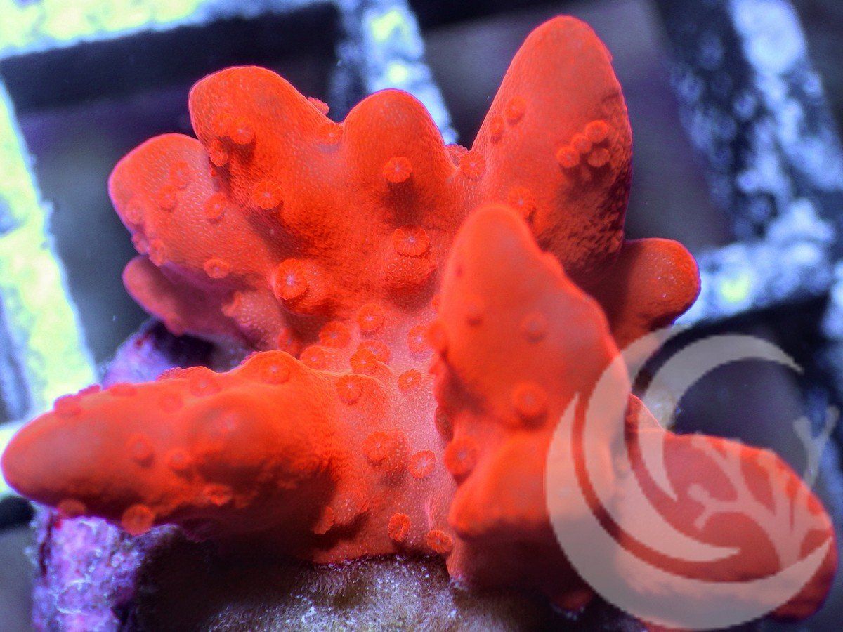 Red Hot Montipora setosa - Pacific East Aquaculture