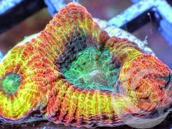 Ultra Reverse Prism Favia - Pacific East Aquaculture