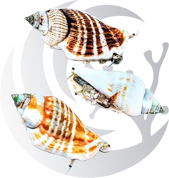 Captive Inverts for Sale | Shop Reef & Marine Inverts for Sale ...