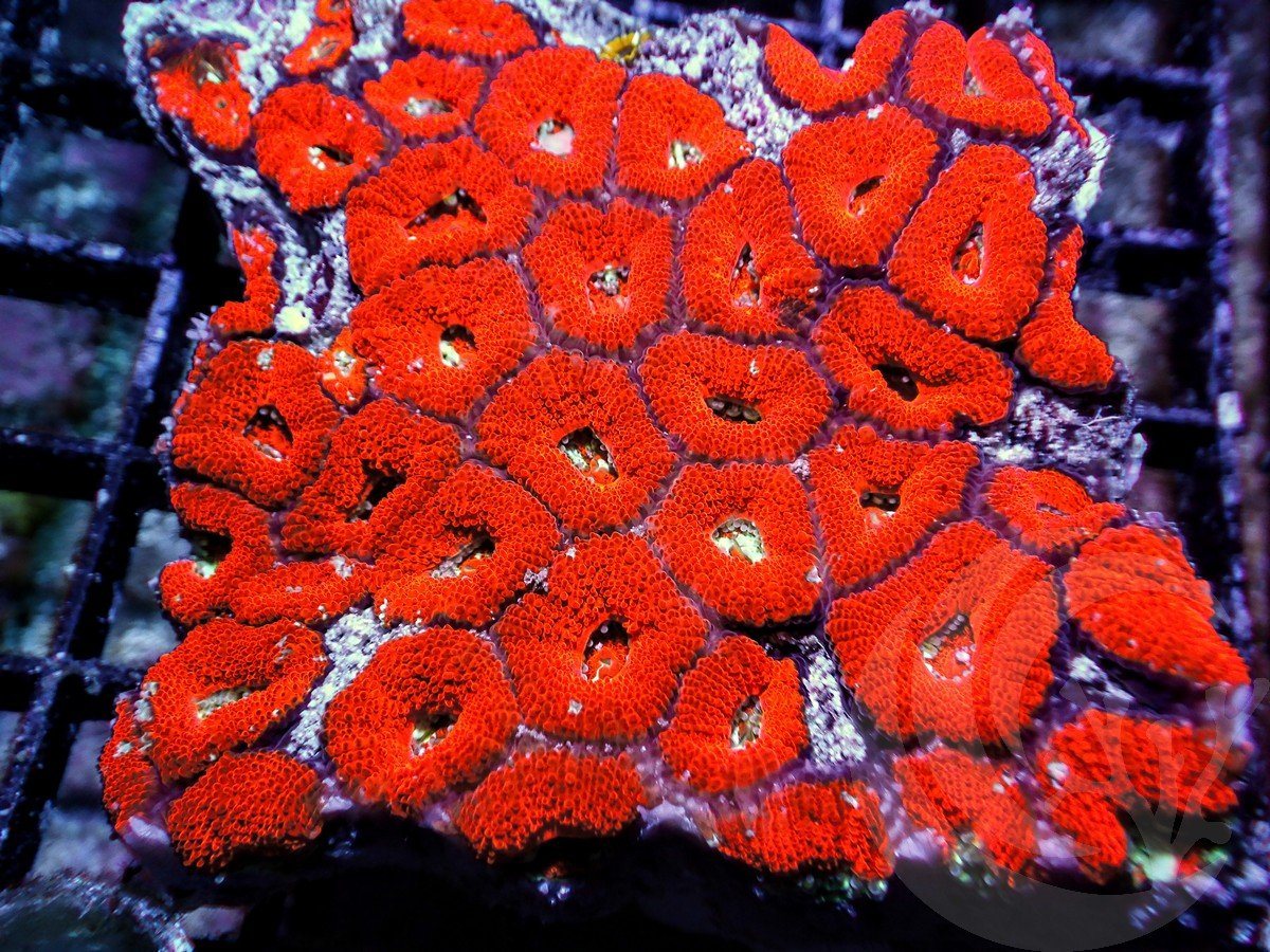 Super Red Micromussa amakusensis - Pacific East Aquaculture