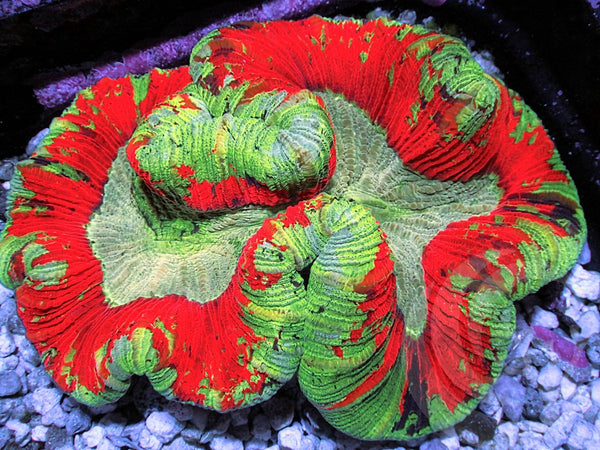 Red Ribbon Trachyphyllia - Pacific East Aquaculture