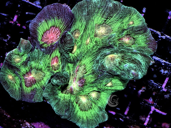 Multicolor Pectinia - Pacific East Aquaculture