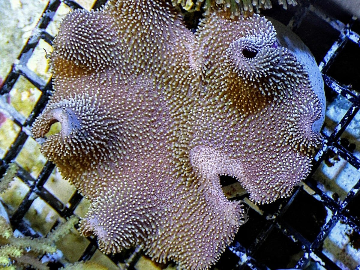 Green Toadstool Leather Coral