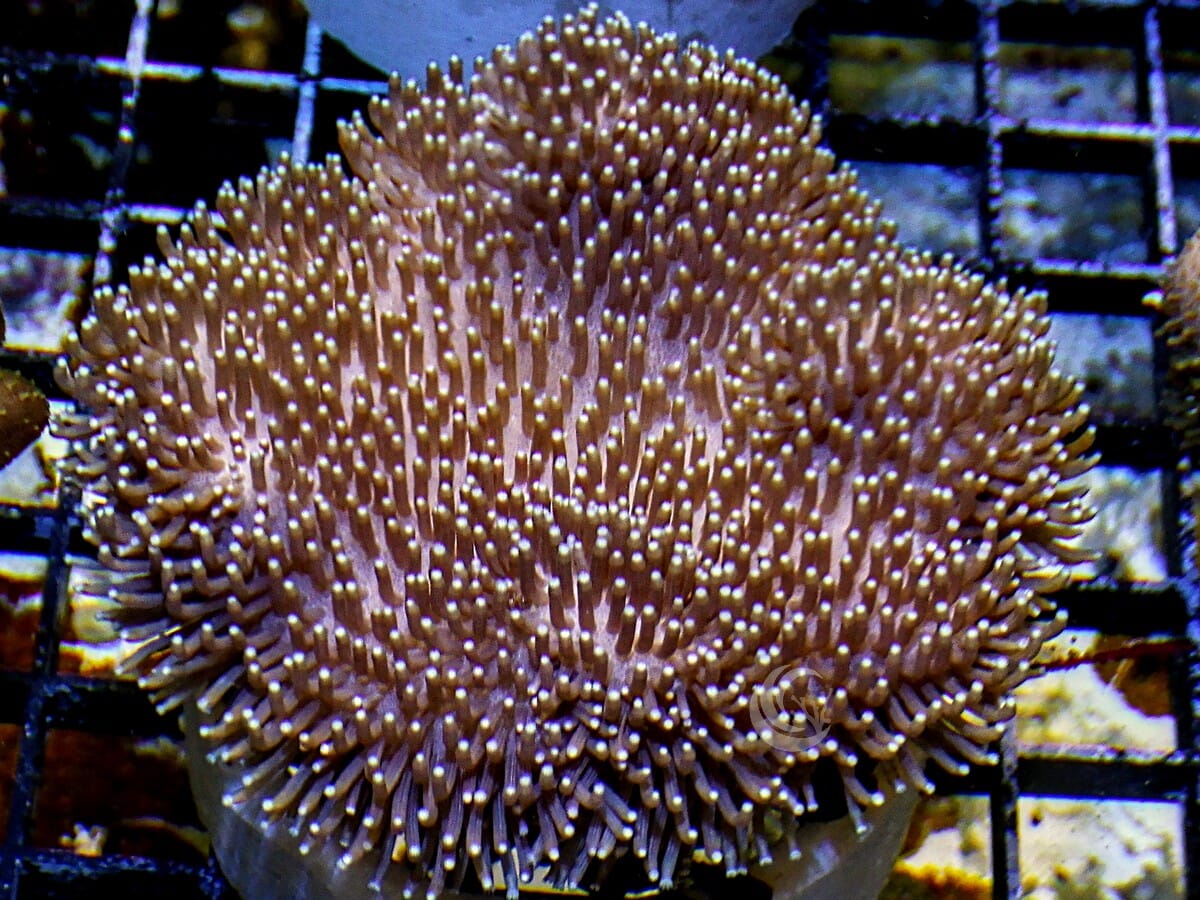 Long Polyp Toadstool Leather - Pacific East Aquaculture