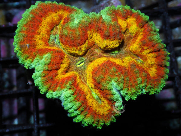 Ultra Tricolor Symphyllia - Pacific East Aquaculture