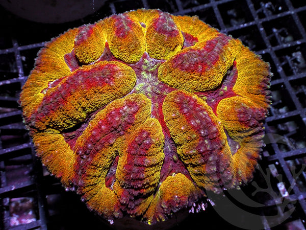 Ribbon Symphyllia - Pacific East Aquaculture
