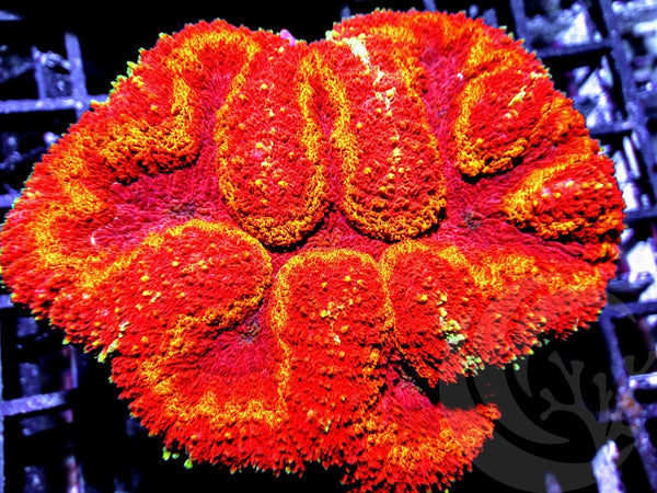Yellow Ribbon Symphyllia - Pacific East Aquaculture