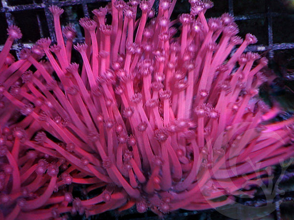 Long Polyp Red Goniopora - Pacific East Aquaculture