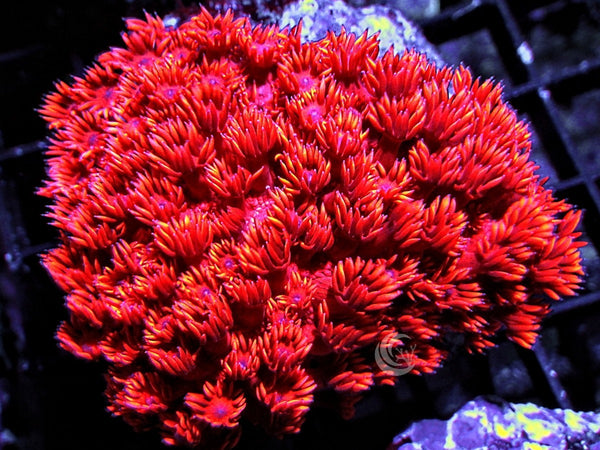 Electric Red Goniopora - Pacific East Aquaculture