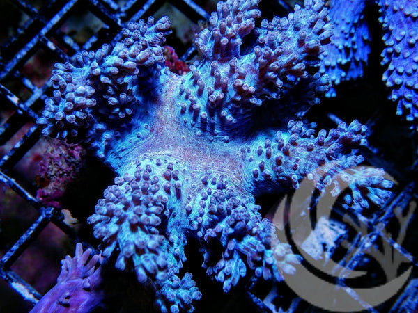 True Blue Cespitularia - Pacific East Aquaculture