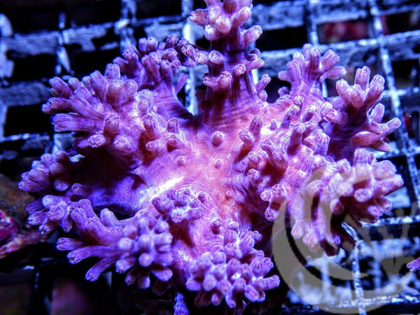 Purple Cespitularia - Pacific East Aquaculture