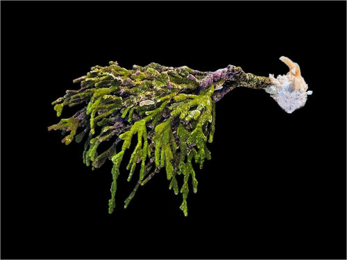 Aquarium Macro Algae | Shop Macroalgae for Sale Online - Pacific East ...