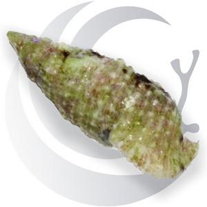 Cerith Snail | Buy Cerith Snails to Clean your Sand Bed - Pacific East ...