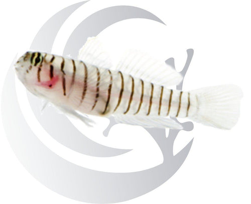 Saltwater Fish For Sale | Buy Captive Bred Saltwater Fish Online ...