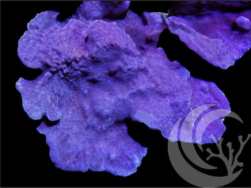 Dr. Mac's Stash - Pacific East Aquaculture