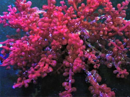 Aquarium Macro Algae | Shop Macroalgae for Sale Online - Pacific East ...
