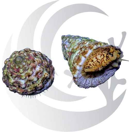 Captive Inverts for Sale | Shop Reef & Marine Inverts for Sale ...