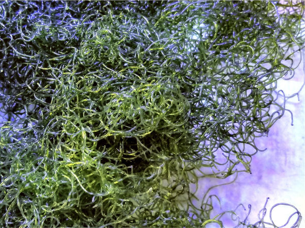 Aquarium Macro Algae | Shop Macroalgae for Sale Online - Pacific East ...